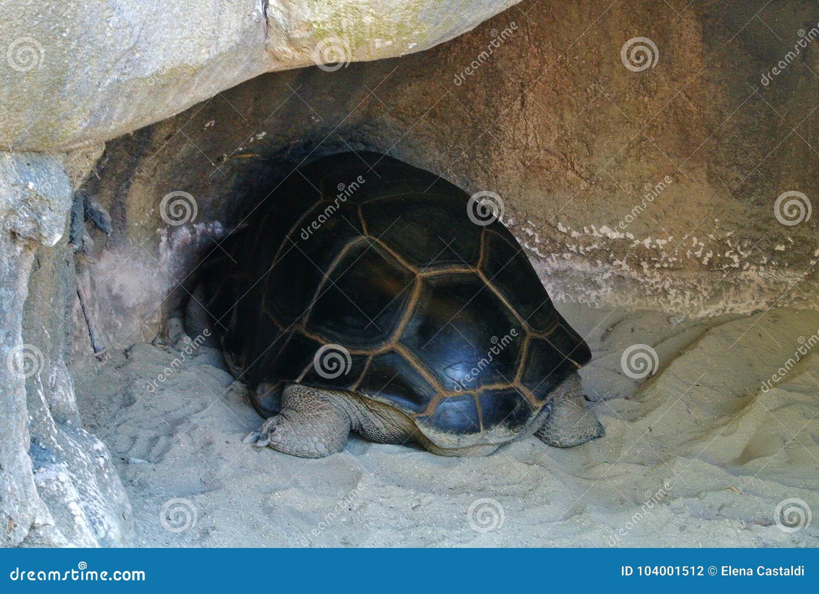 The ground turtle stock photo. Image of white, environment - 104001512