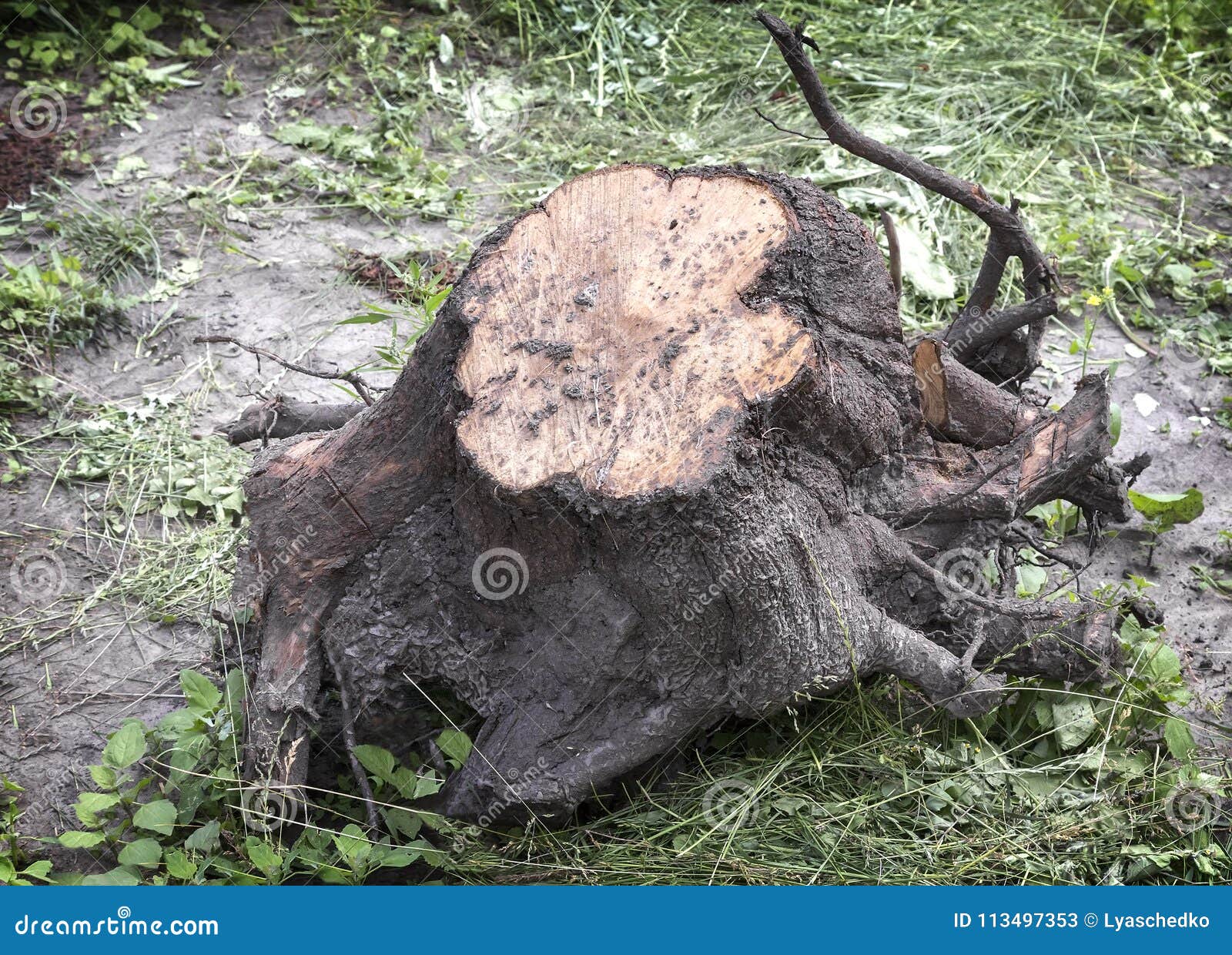 A Large Uprooted Tree Stump with Roots. Stock Image - Image of tree ...