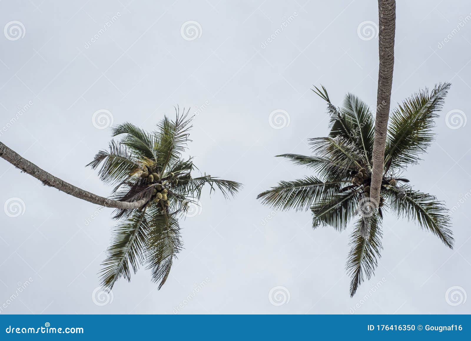 Ground View of Coconut Trees Stock Photo - Image of exotic, asia: 176416350