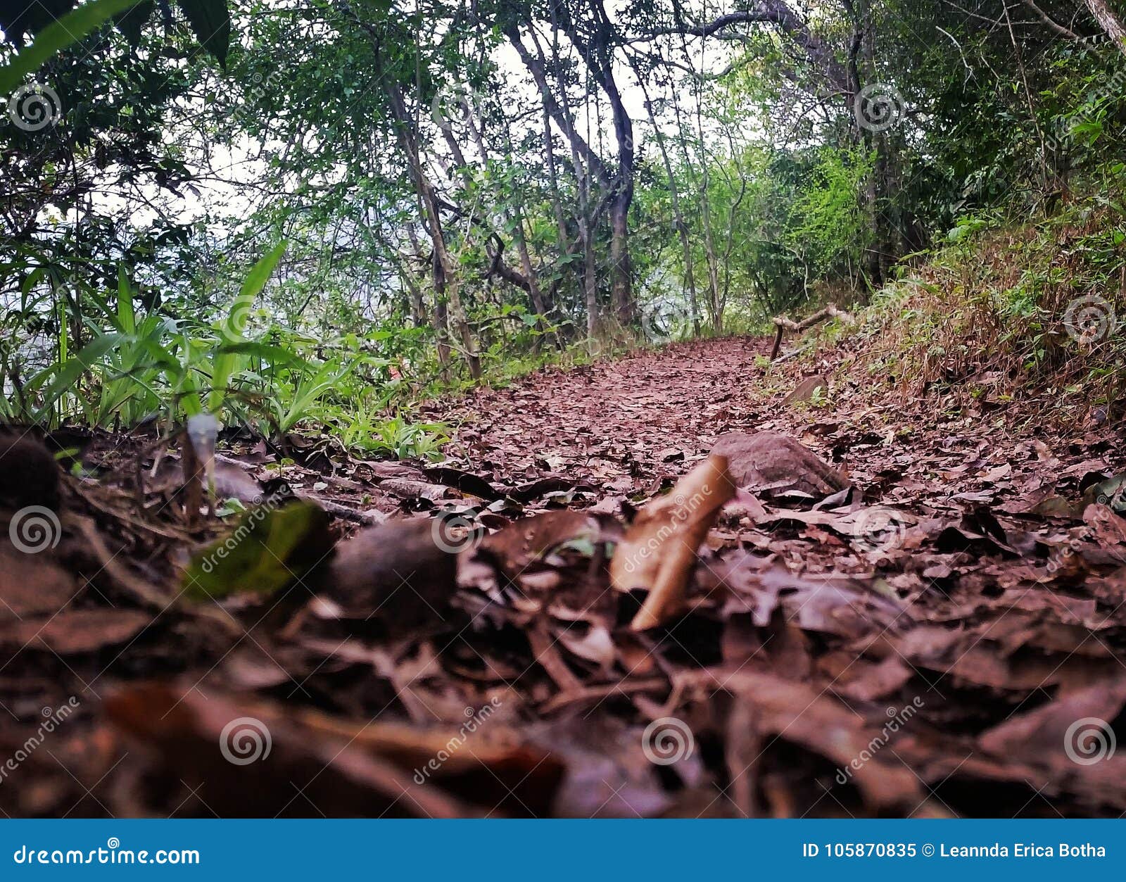 From the ground stock image. Image of path, view, ground - 105870835