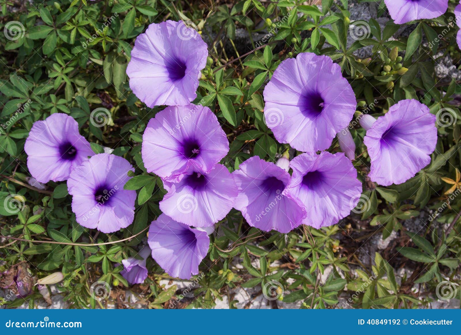 Ground Violet Glory in Sunlight Stock Photo - Image of glories ...