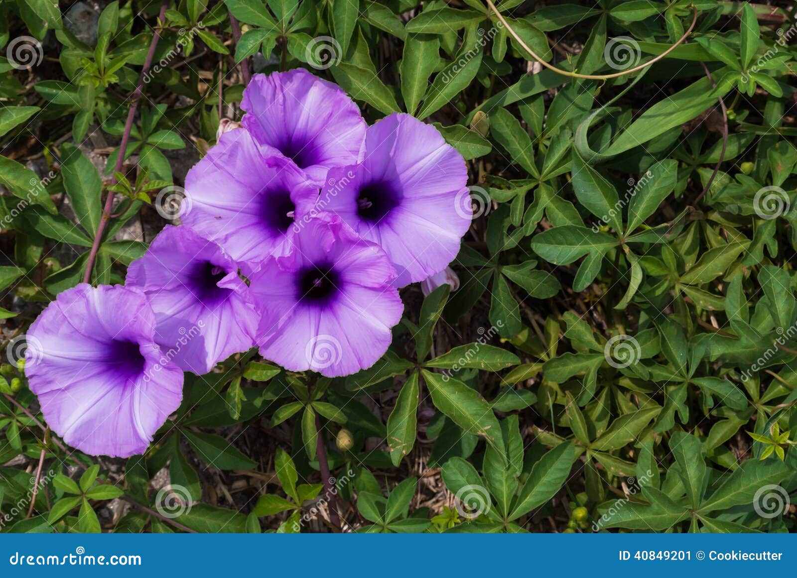 Ground Violet Glory in Sunlight Stock Image - Image of moving, color ...