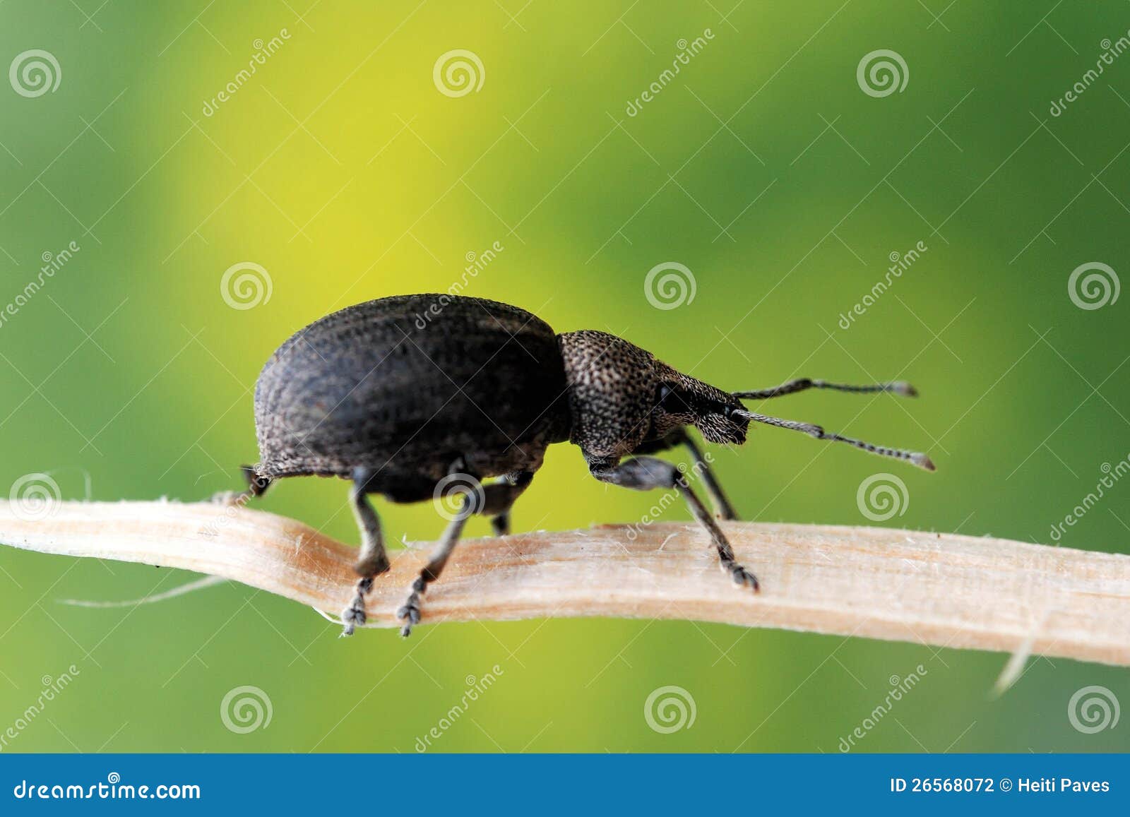 Ground Weevil stock photo. Image of entomology, nose - 26568072