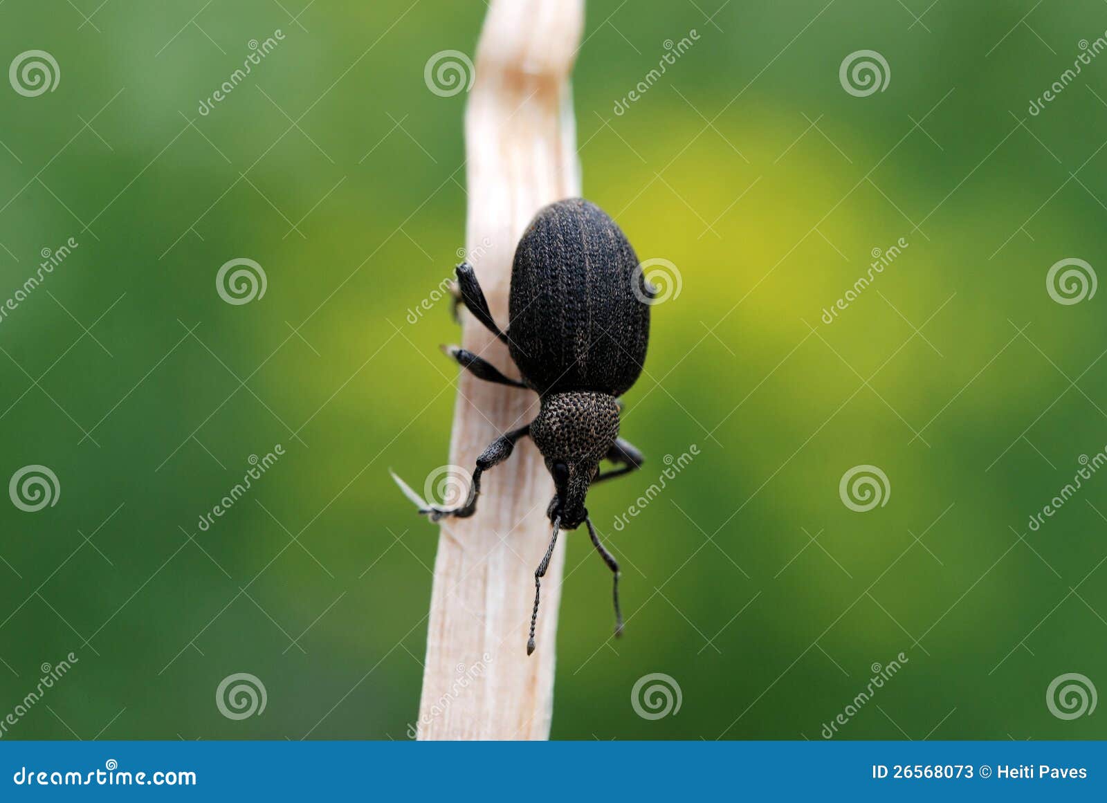 Ground Weevil stock image. Image of nose, antenna, coleoptera - 26568073