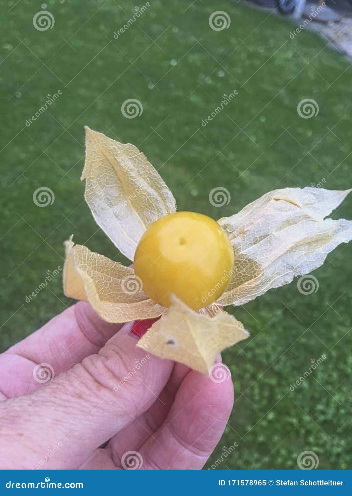 A Groundcherry after Pick Up Stock Image - Image of healthy, nightshade ...