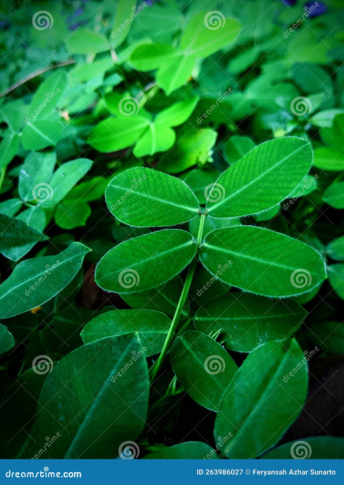 Grounded green beauty stock image. Image of wildflower - 263986027