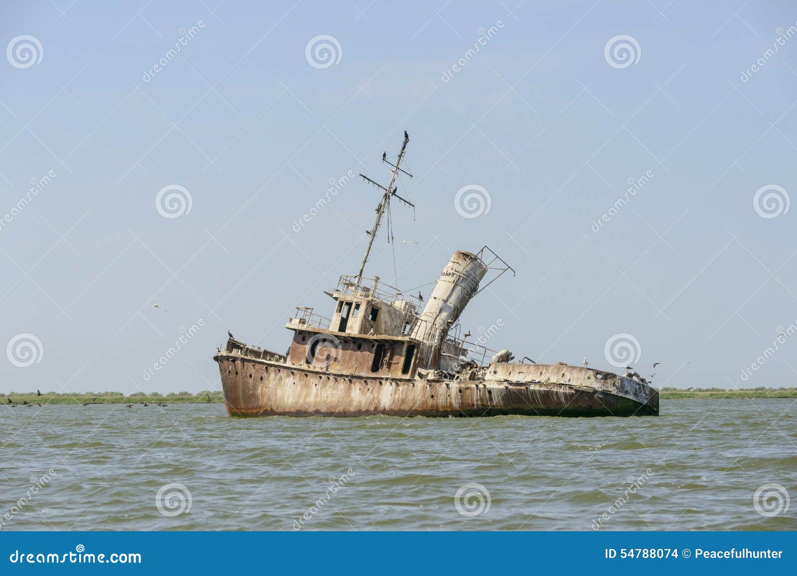 Grounded vessel stock photo. Image of raven, cormorant - 54788074