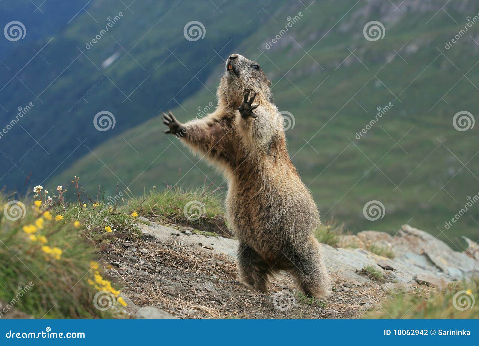 Groundhog stock photo. Image of groundhog, alps, whirr - 10062942