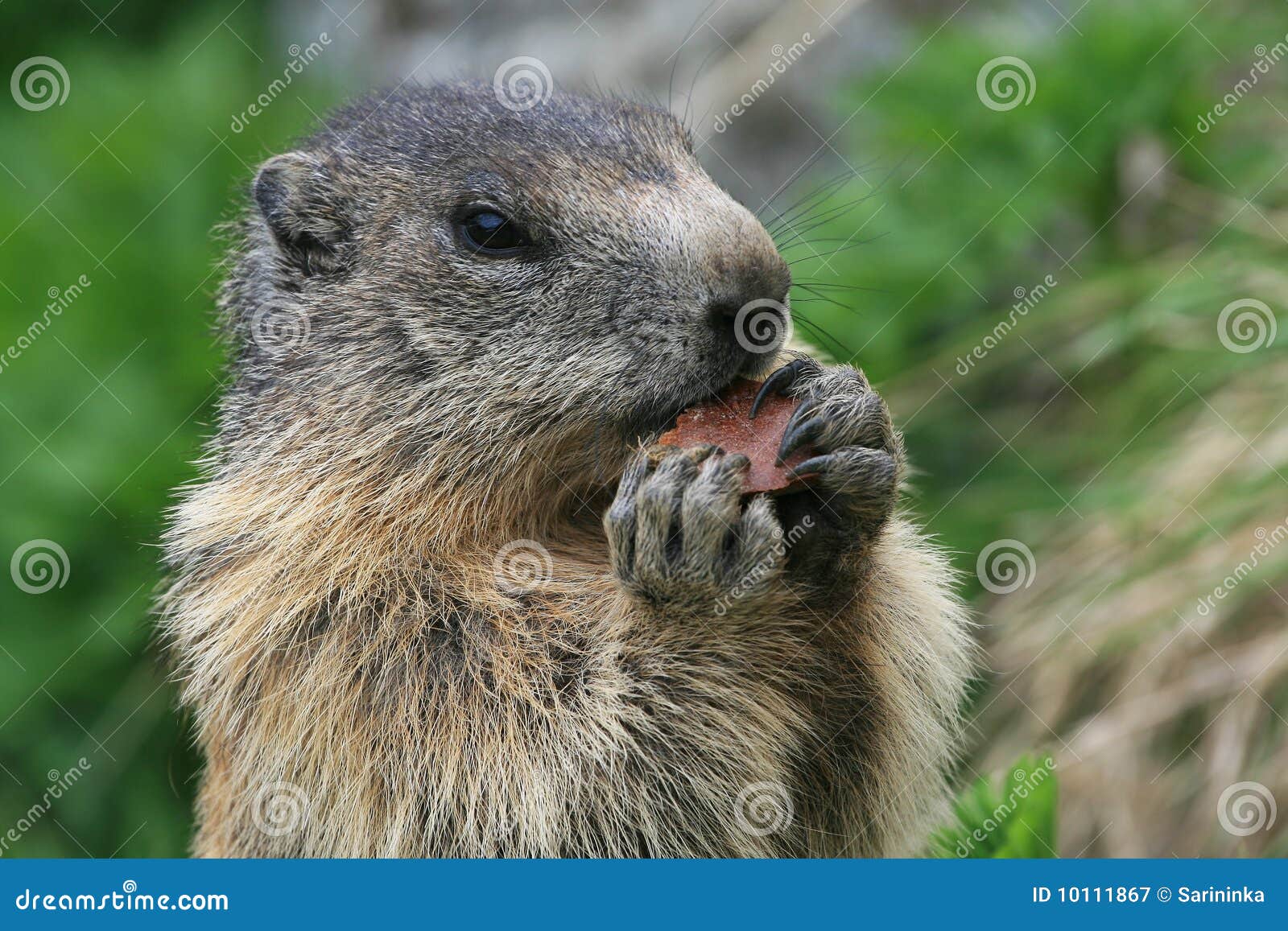 Groundhog Royalty Free Stock Photography - Image: 10111867