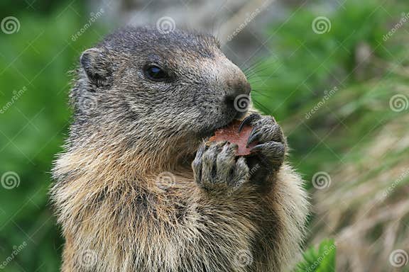 Groundhog stock image. Image of alps, whistle, claws - 10111867