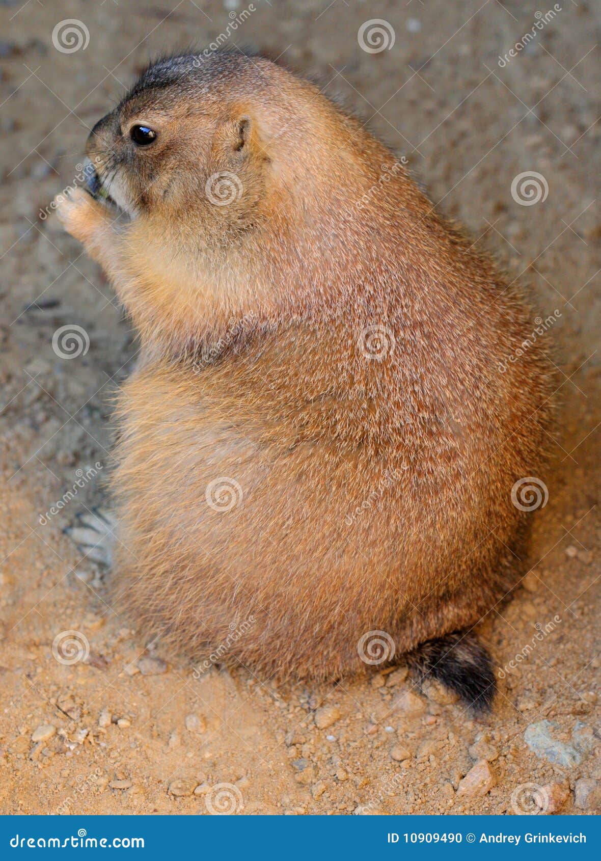 Groundhog stock photo. Image of hibernating, fluffy, close - 10909490