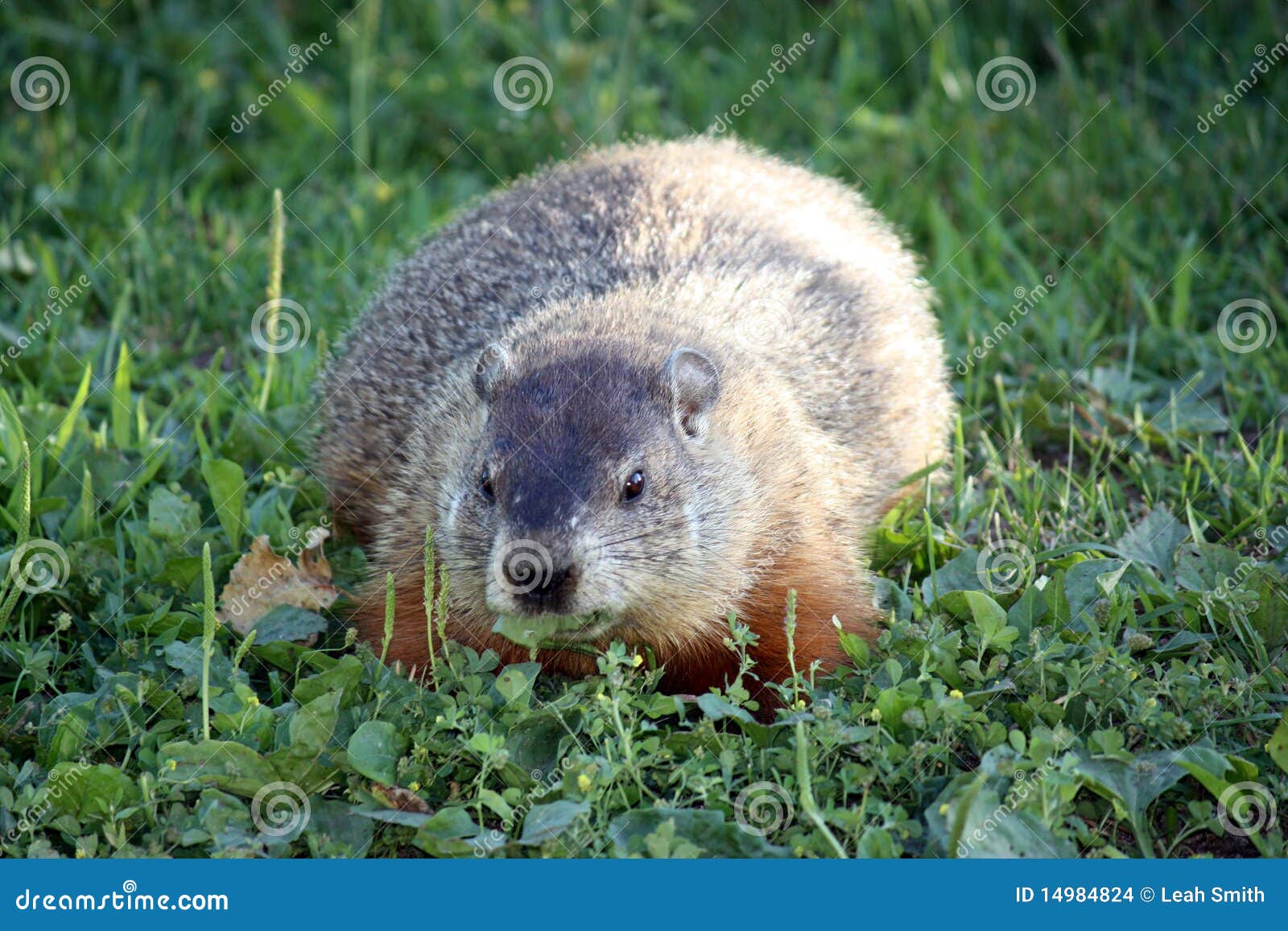 Groundhog stock photo. Image of beaver, land, furry, animal - 14984824