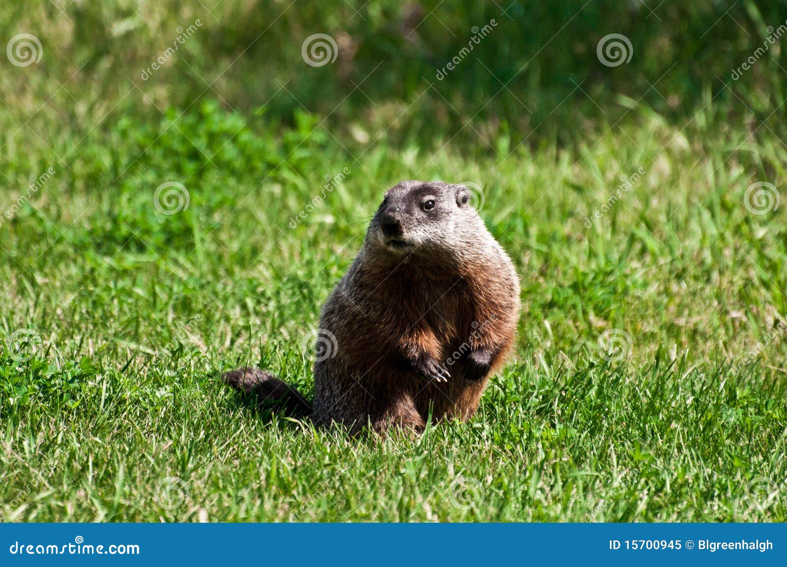 Groundhog stock image. Image of groundhog, prairie, rockchuck - 15700945