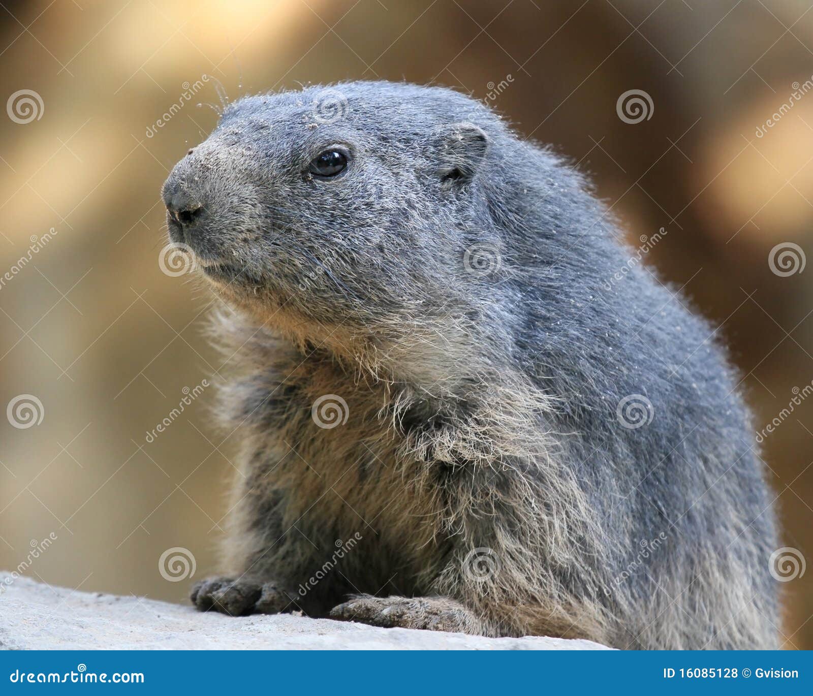 Groundhog stock photo. Image of alpine, animal, rodent - 16085128
