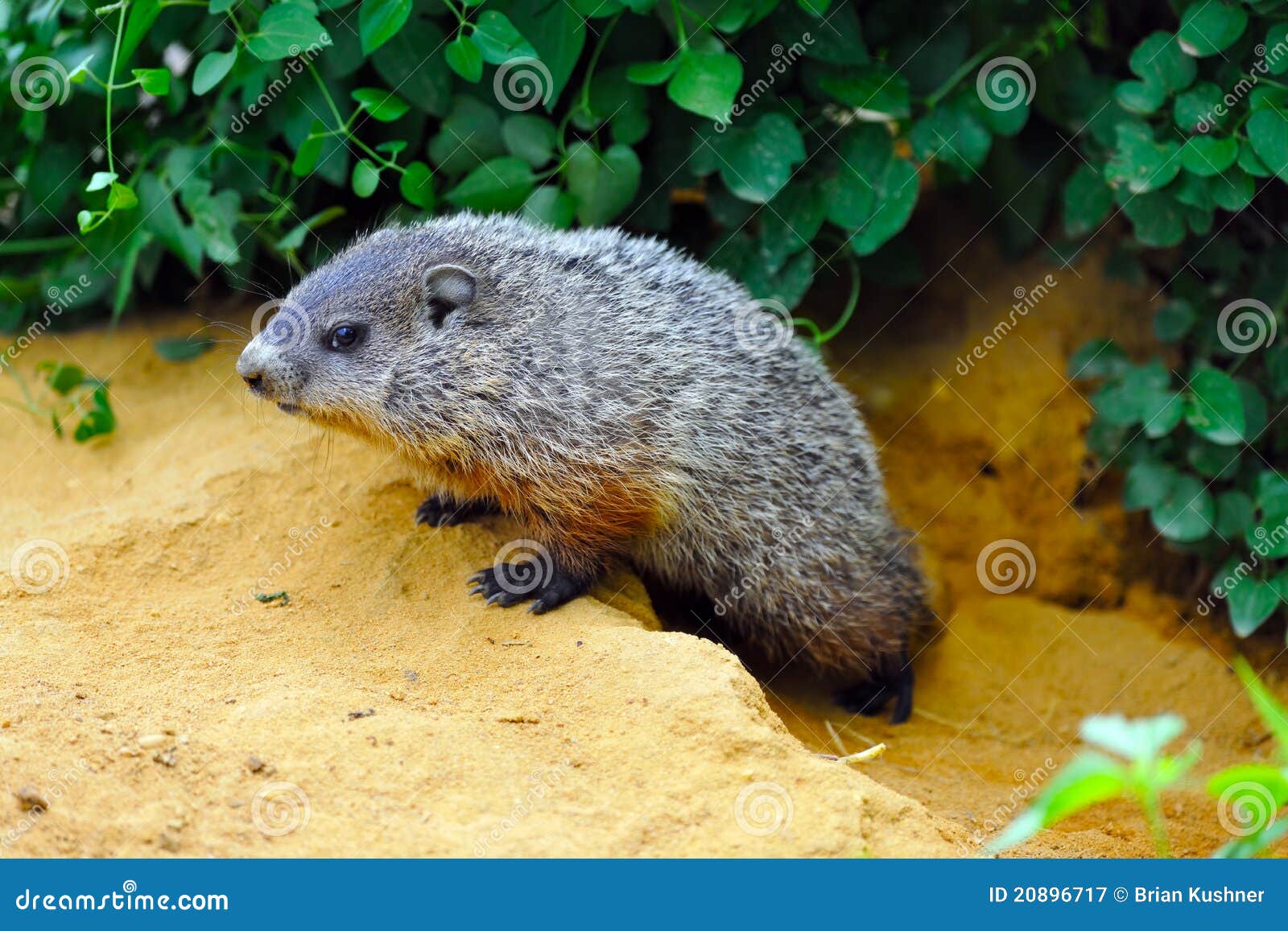 Groundhog stock image. Image of babies, wildlife, nature - 20896717