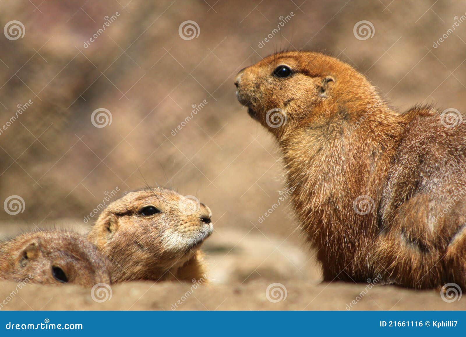 Groundhog stock photo. Image of mother, baby, prairie - 21661116