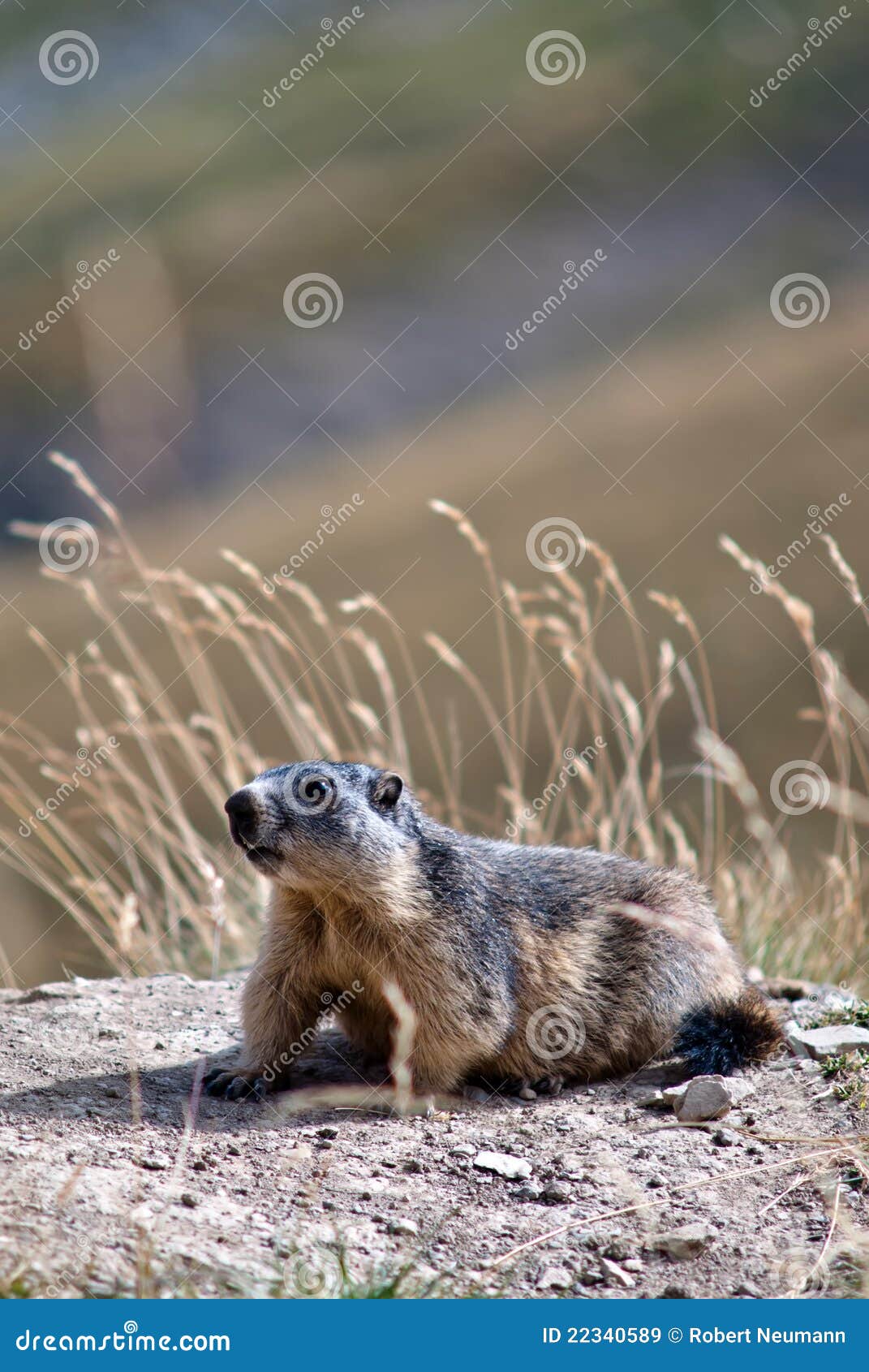 Groundhog stock image. Image of sweetly, world, zoology - 22340589