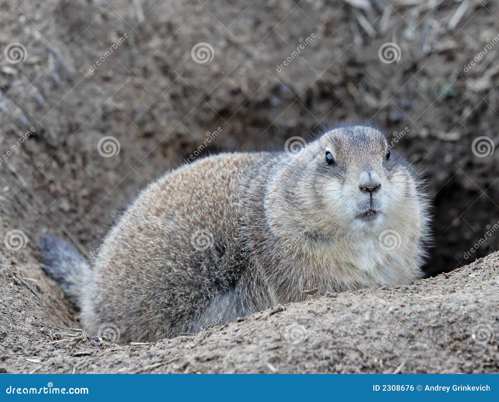Groundhog stock photo. Image of downy, full, animal, america - 2308676