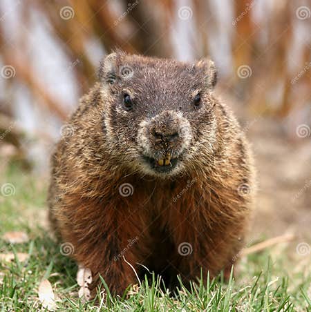 Groundhog stock image. Image of national, green, brown - 2339755