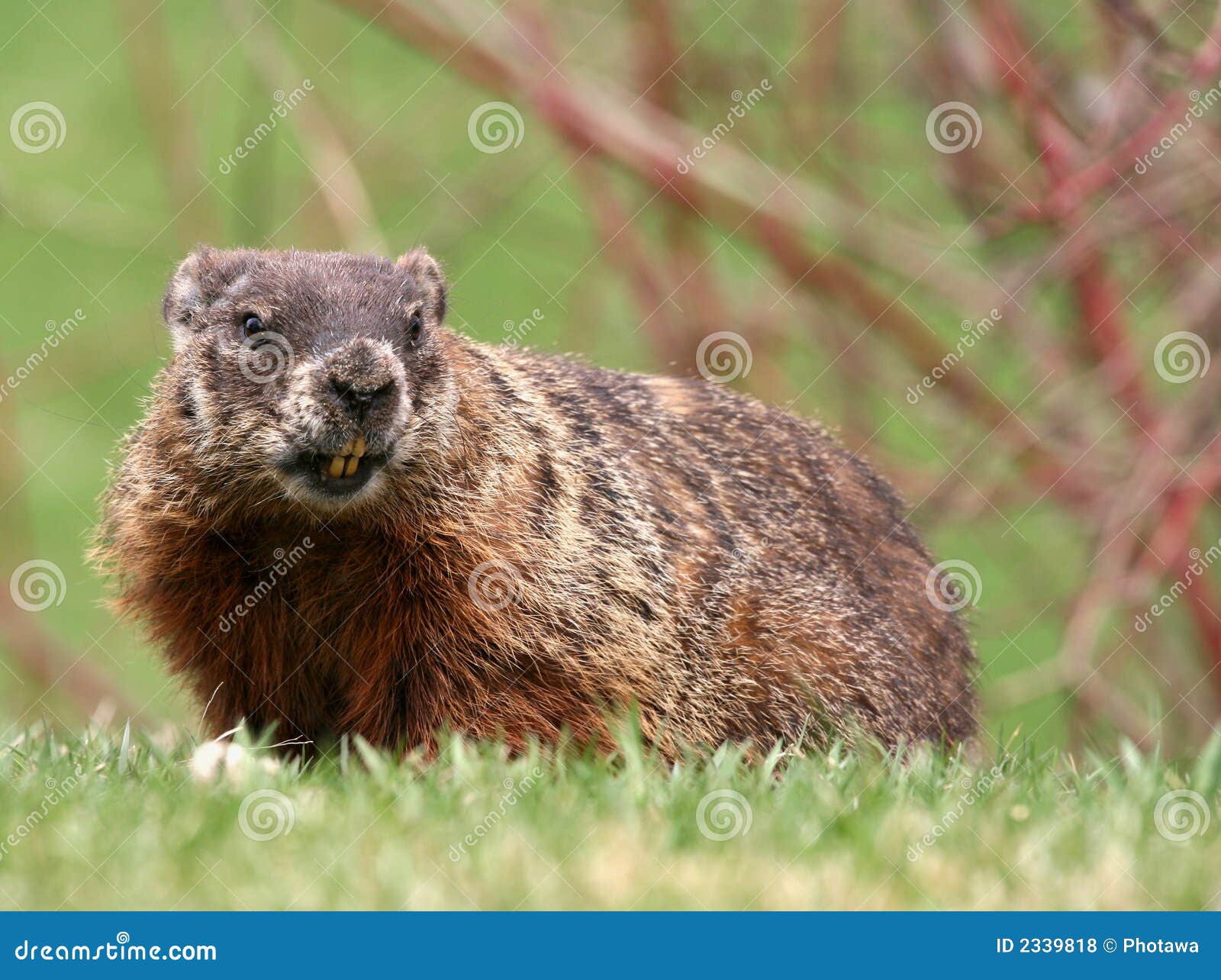 Groundhog Royalty Free Stock Photos - Image: 2339818