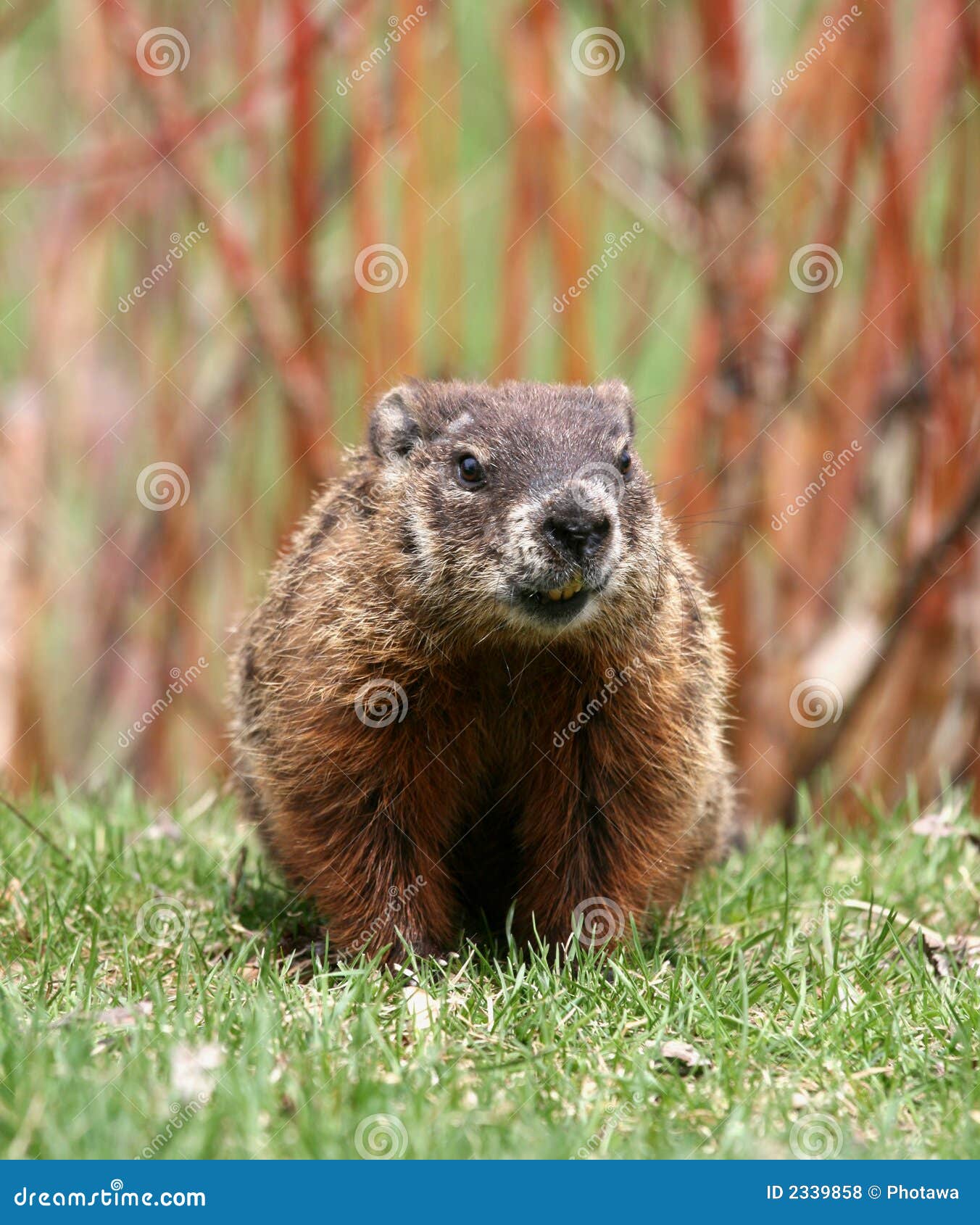 Groundhog stock photo. Image of canada, woodchuck, national - 2339858