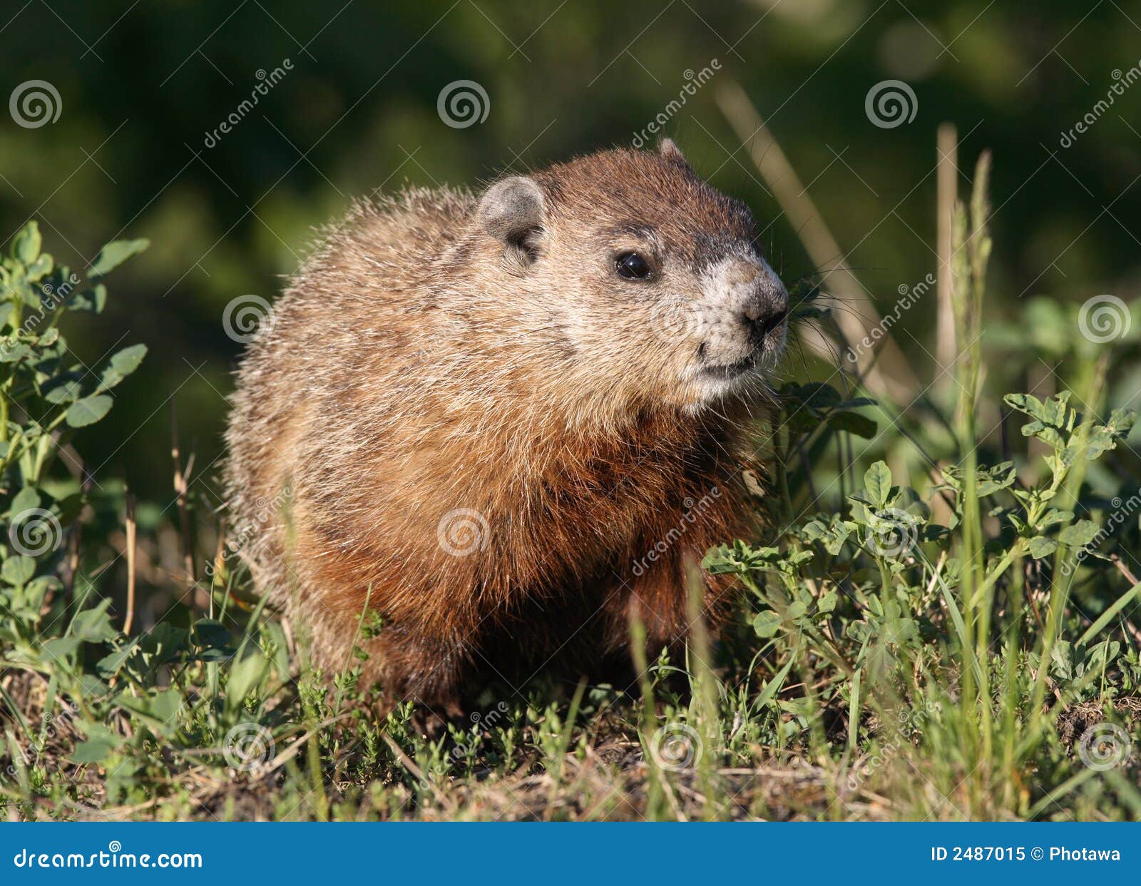 Groundhog stock image. Image of outdoors, animal, nature - 2487015