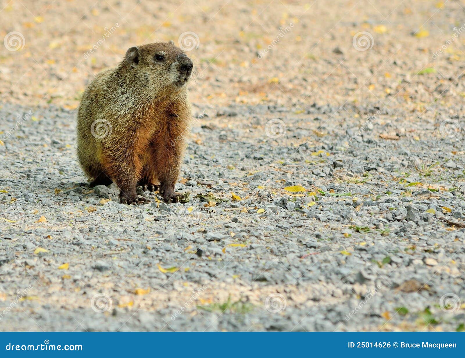 Groundhog stock photo. Image of rodent, marmot, woodchuck - 25014626