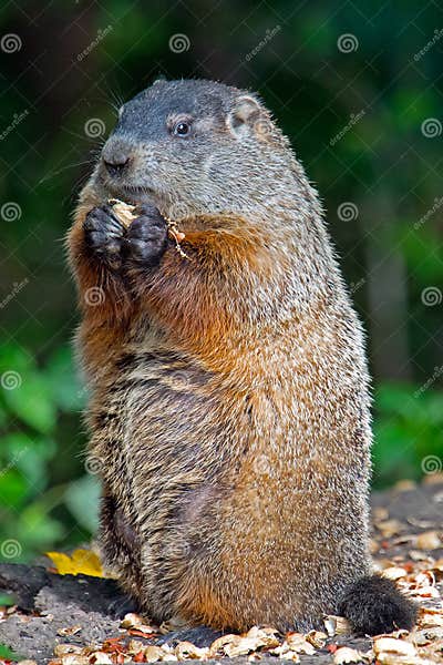 Groundhog stock image. Image of soil, animal, ground - 26106221