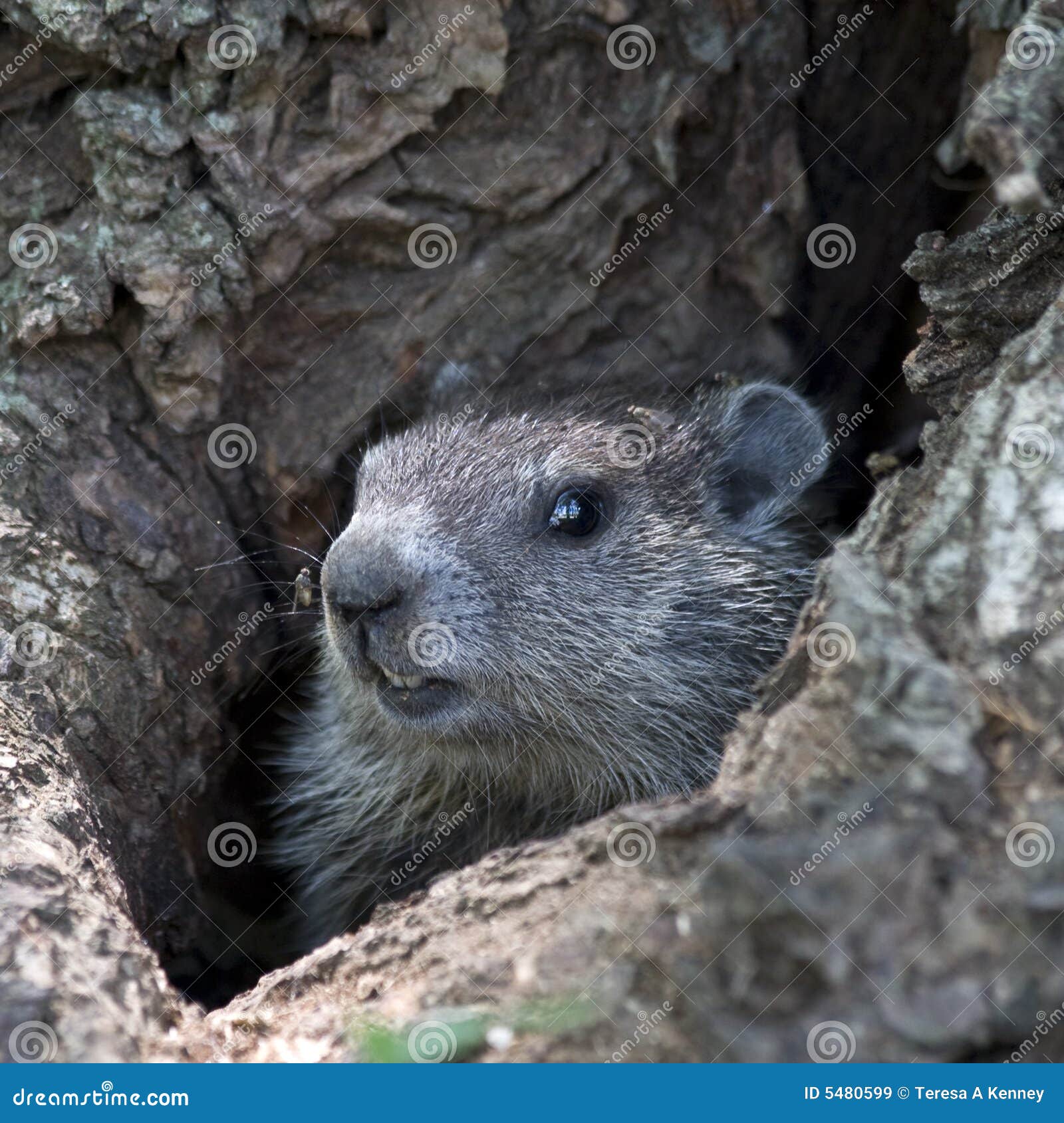 Groundhog stock image. Image of young, tree, home, hiding - 5480599