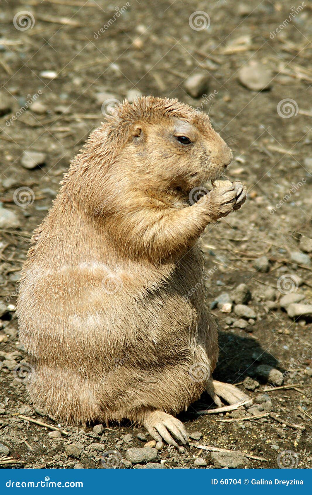 Groundhog stock photo. Image of eating, animal, groundhog - 60704