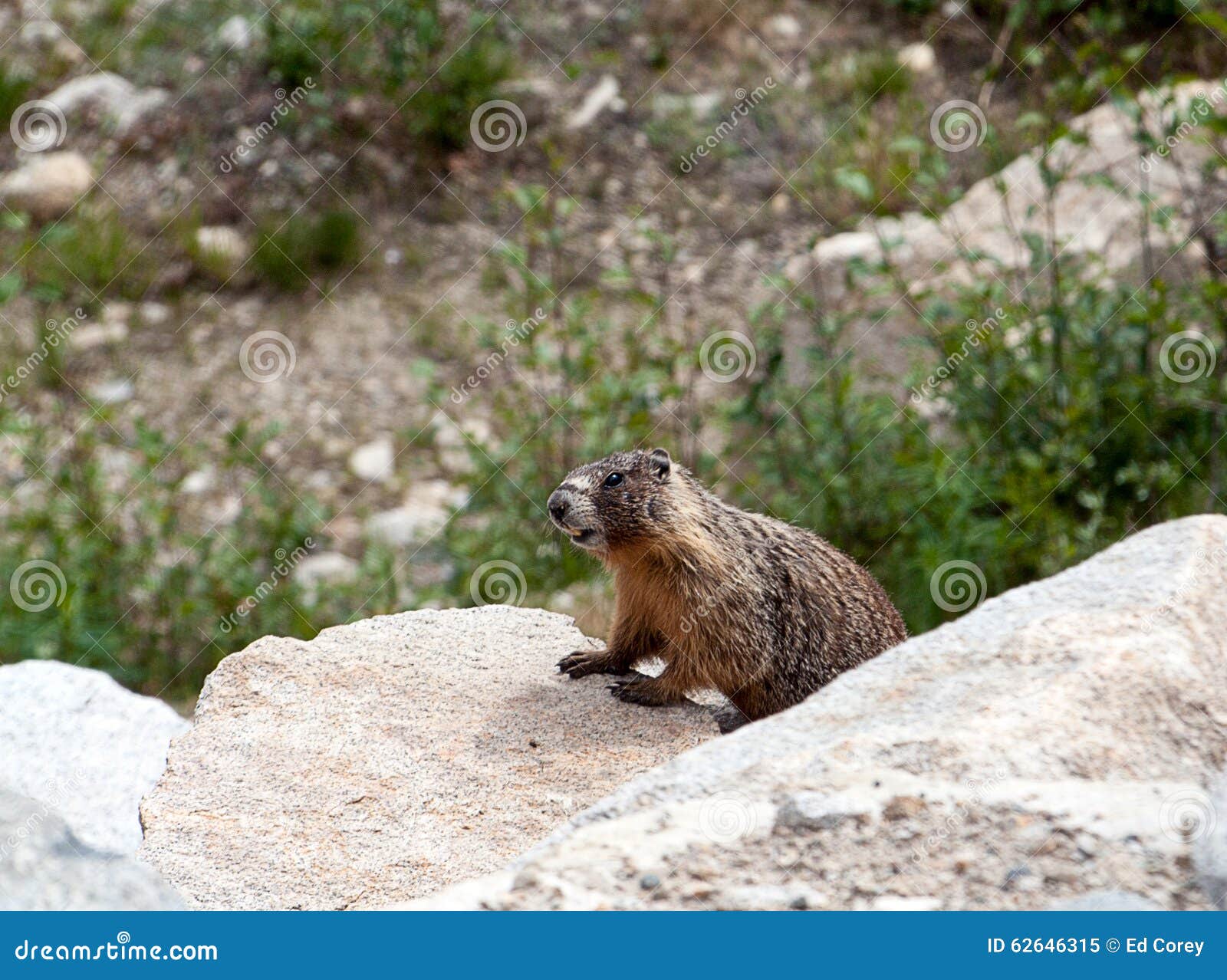 Groundhog fotografering för bildbyråer. Bild av jord - 62646315