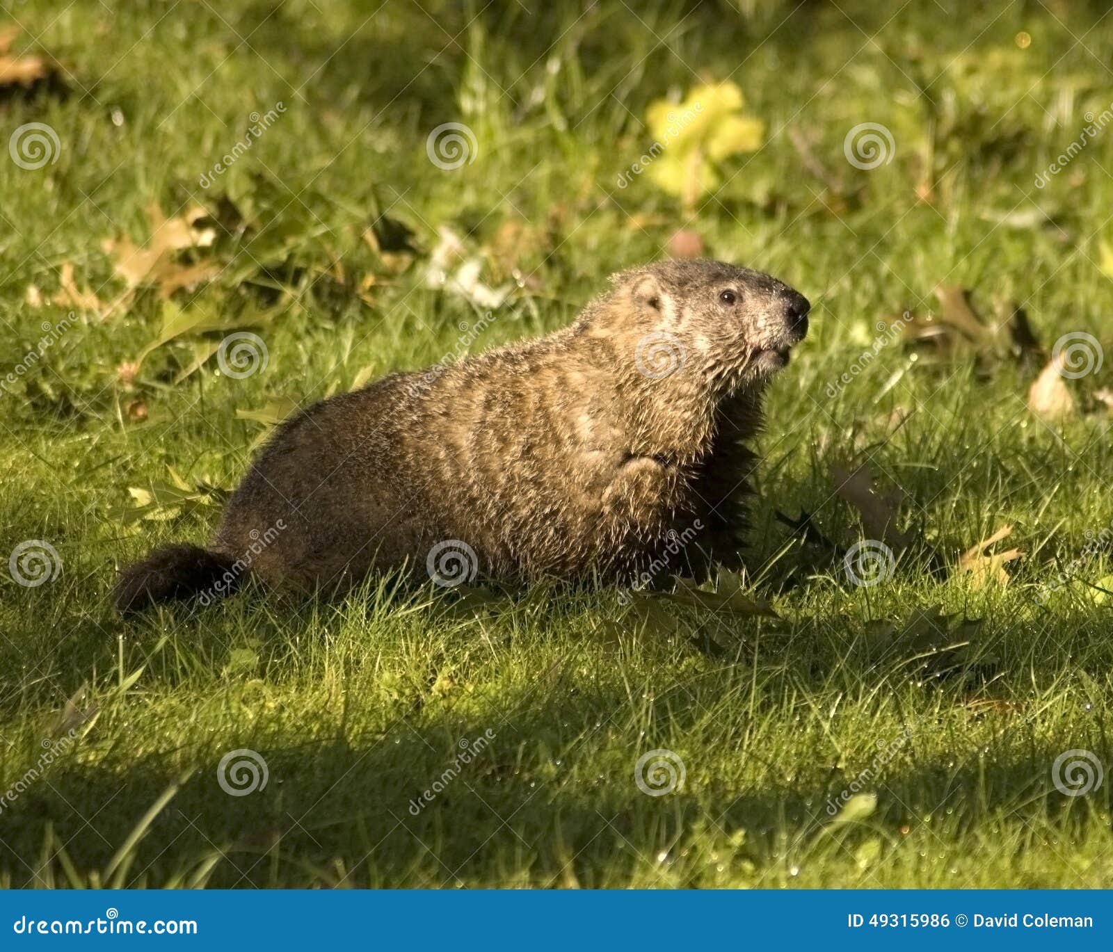 Groundhog stock photo. Image of furry, rodent, hairy - 49315986