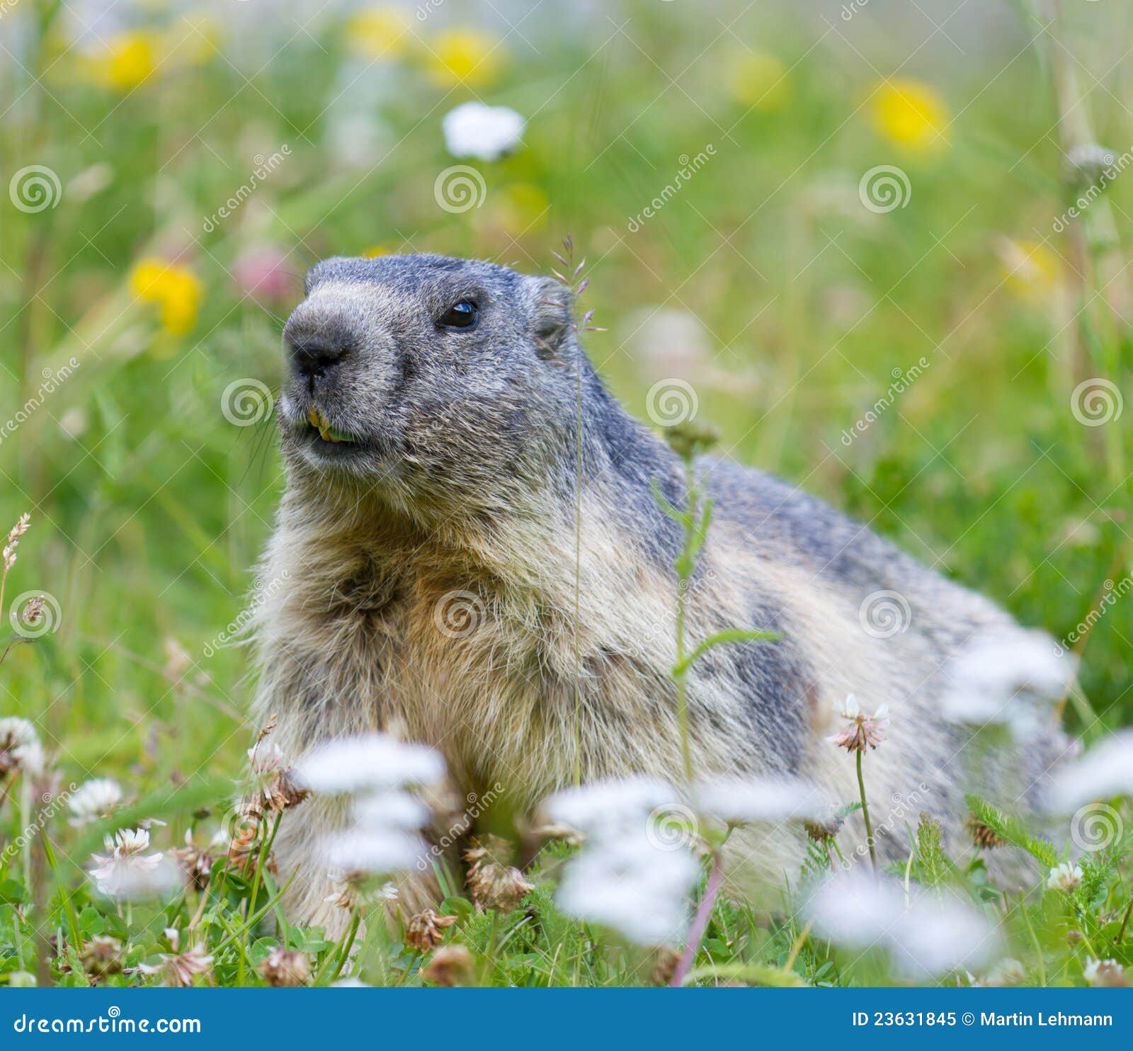 Groundhog on Alpine Flower Meadow Stock Image - Image of marmot, grass ...