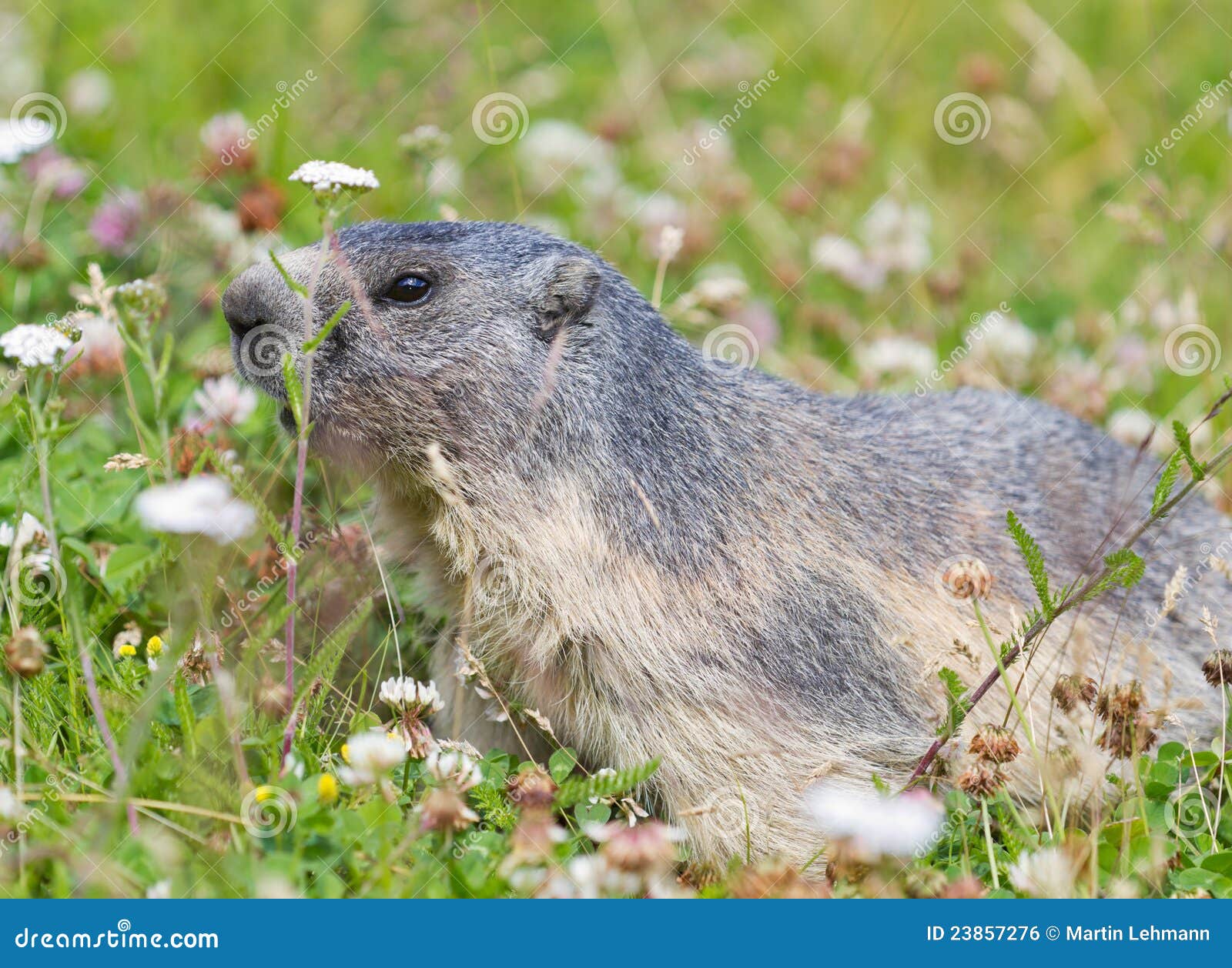 Groundhog on Alpine Flower Meadow Stock Photo - Image of woodchuck ...