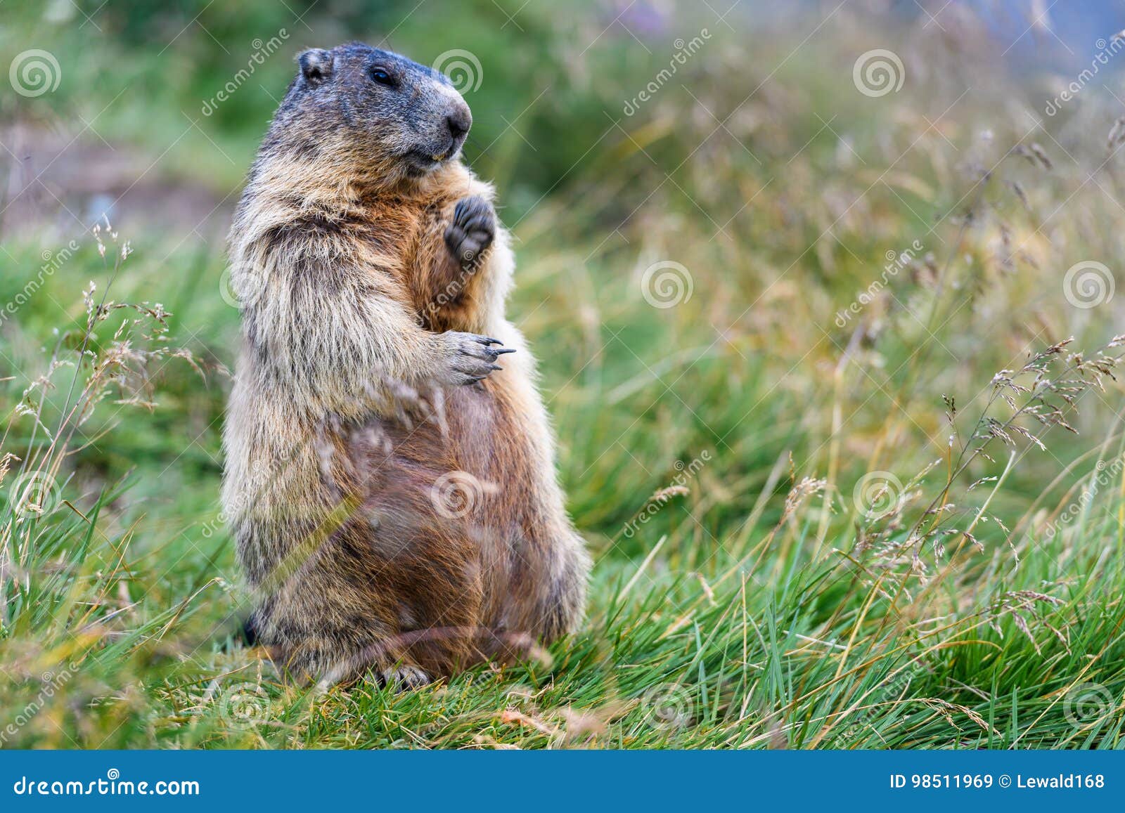 Groundhog stock image. Image of mountains, flowers, grossglockner ...