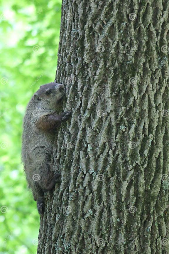 Groundhog stock photo. Image of baby, babyanimals, nature - 43522888