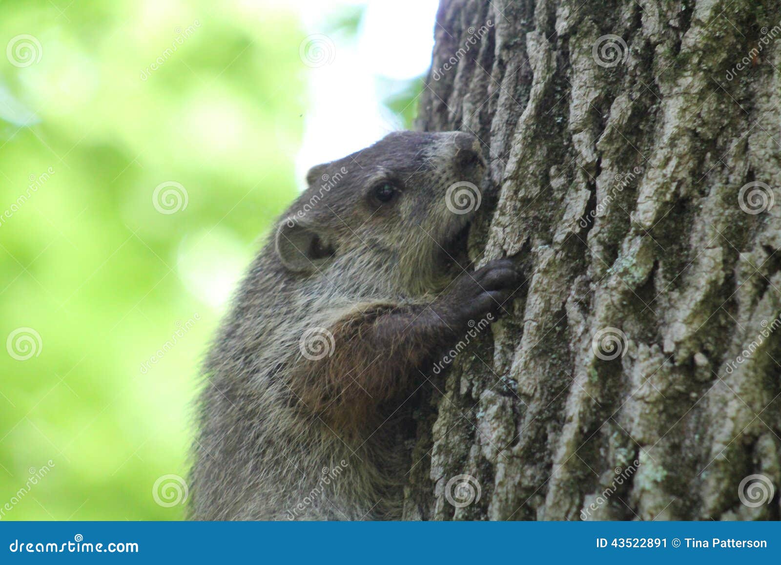 Groundhog stock image. Image of forests, wildlife, babyanimals - 43522891