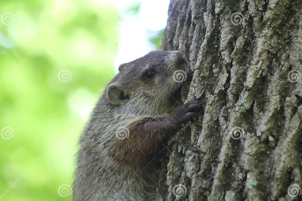 Groundhog stock image. Image of forests, wildlife, babyanimals - 43522891