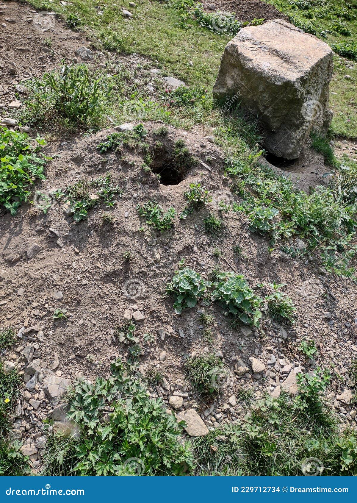 Groundhog Burrow Made of Soil from the Ground Stock Photo - Image of ...