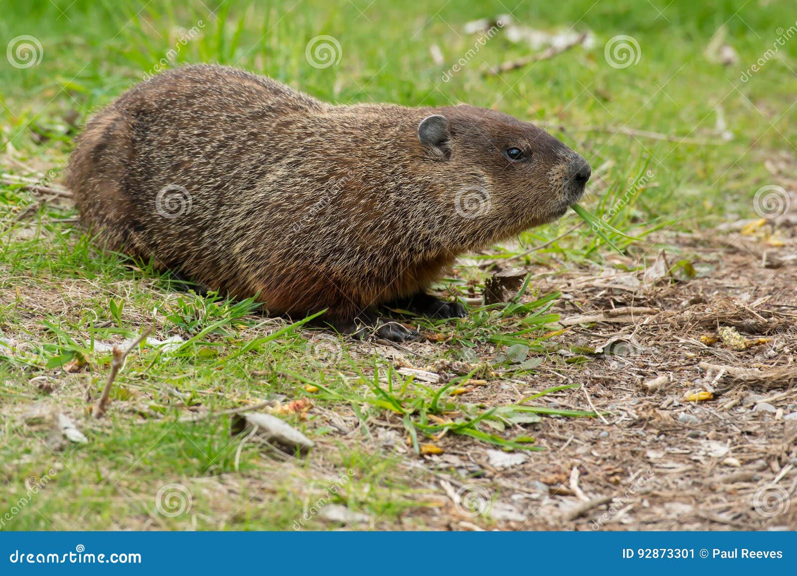 Groundhog - Marmota monax stock image. Image of horizontal - 92873301