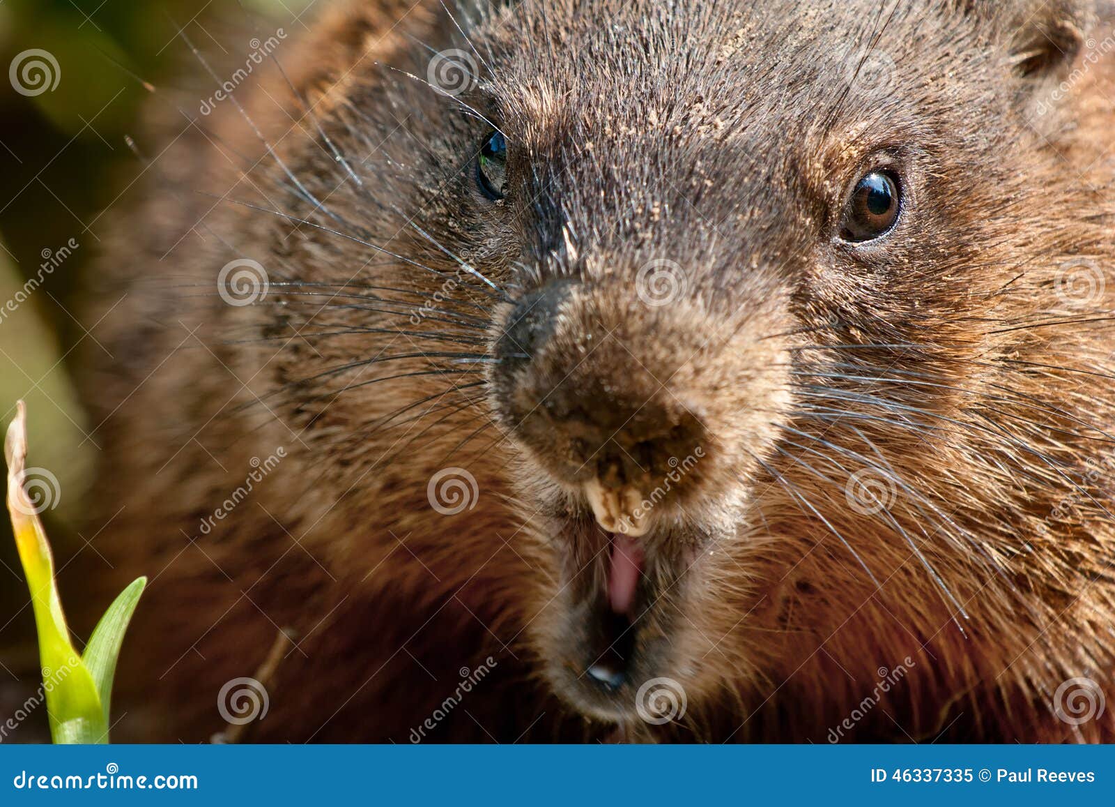 Groundhog - Marmota monax stock image. Image of outdoors - 46337335