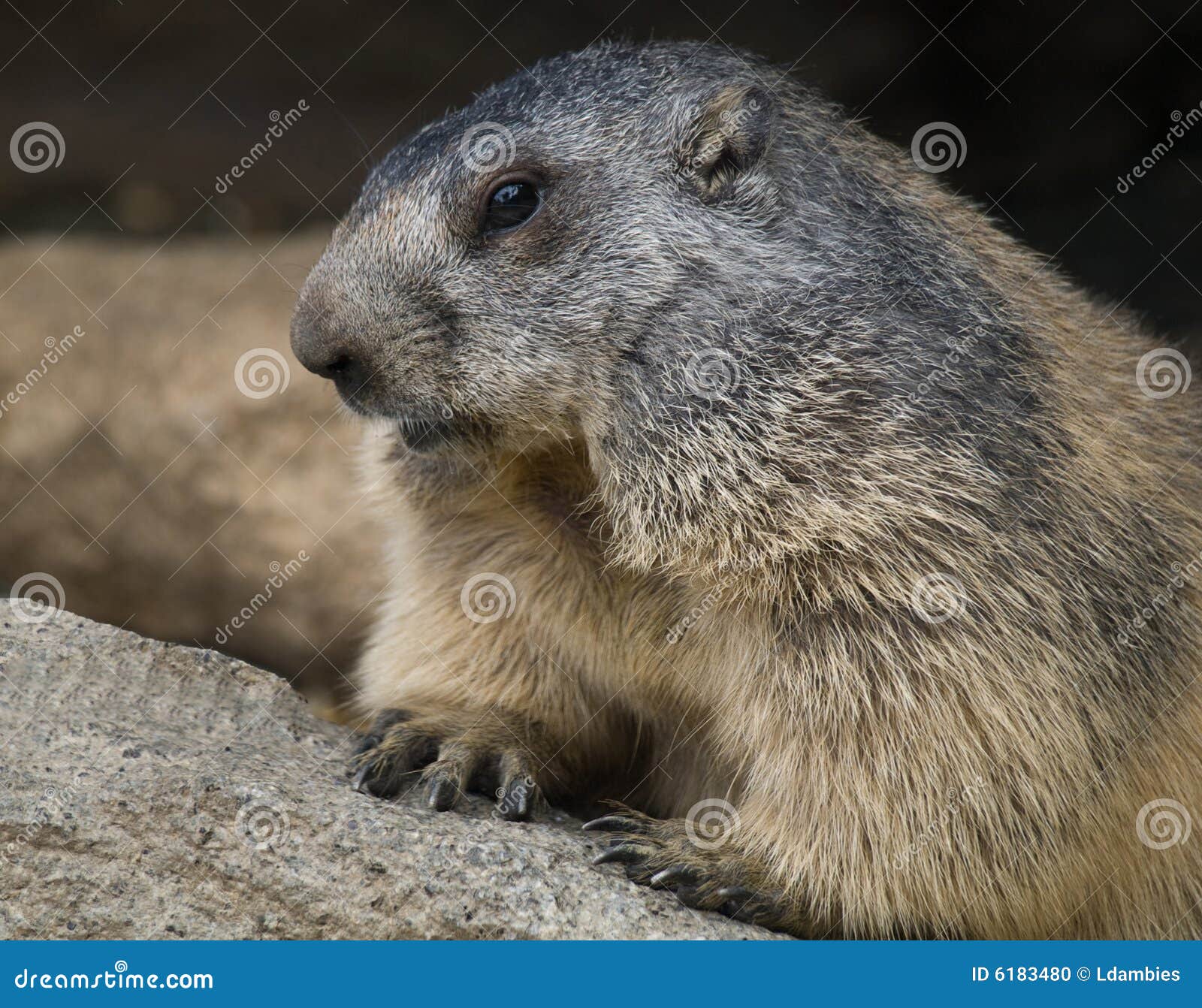 Groundhog closeup stock photo. Image of wildlife, animal - 6183480