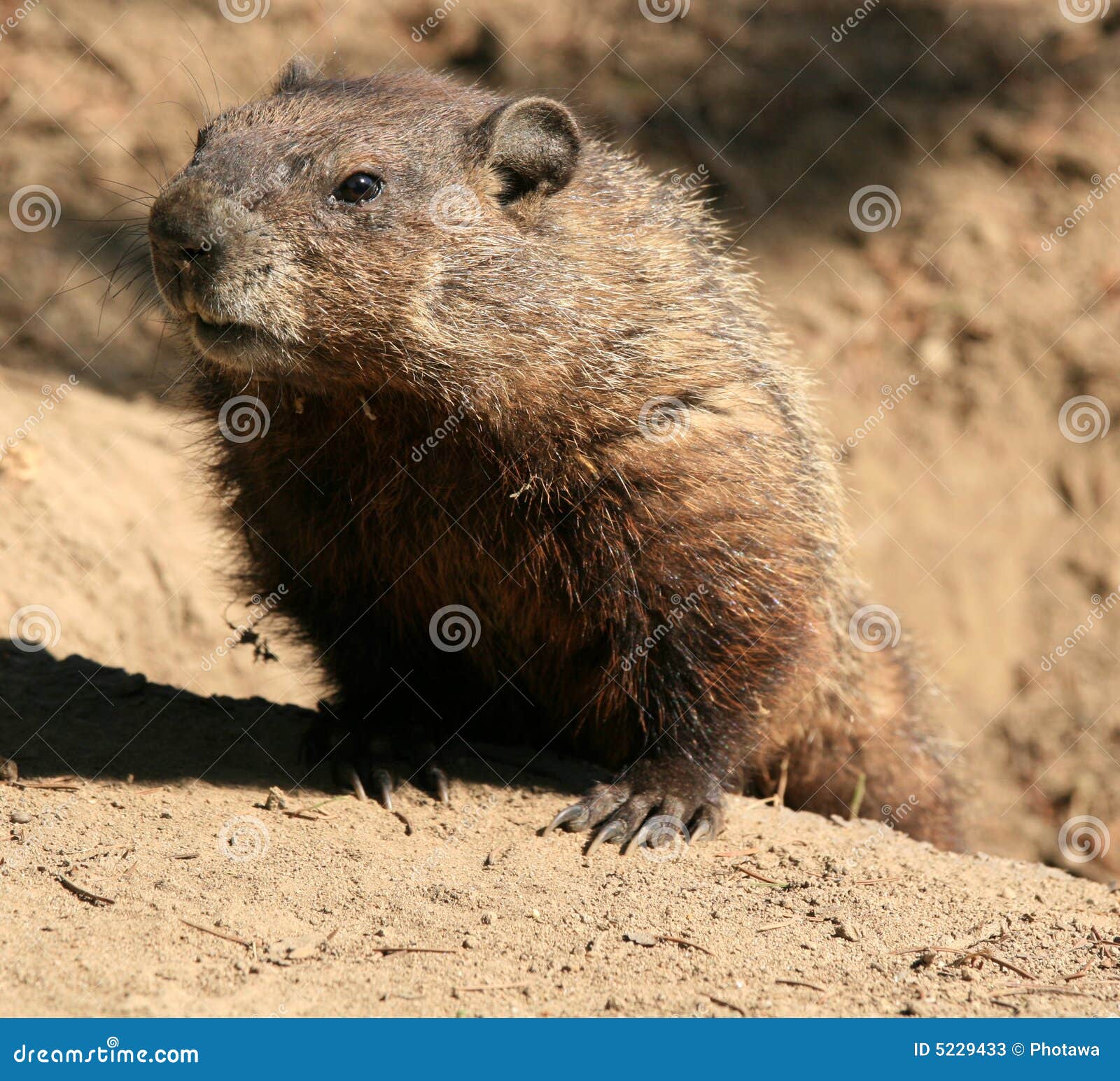 Groundhog Coming Out Of Hole Stock Image - Image: 5229433
