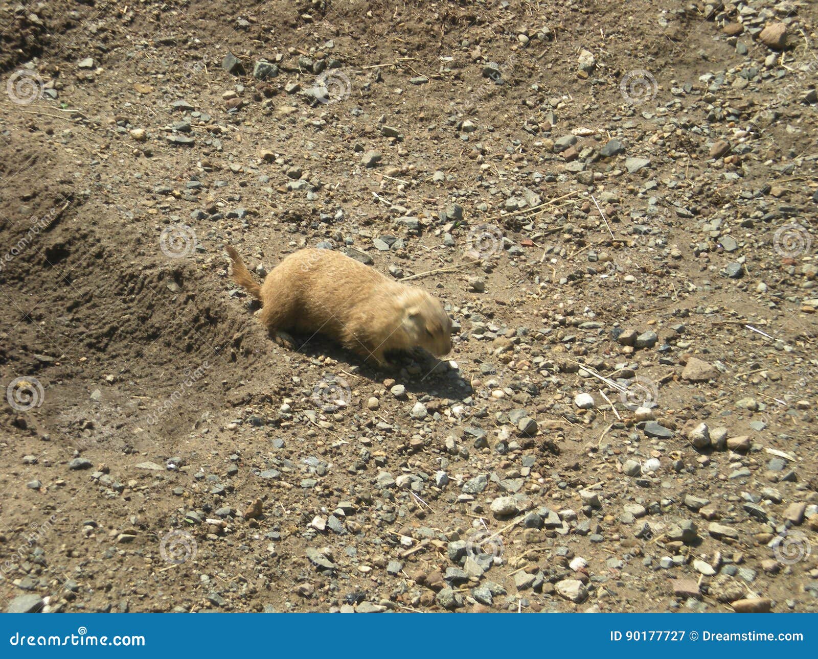 Groundhog stock image. Image of mammal, digging, playing - 90177727