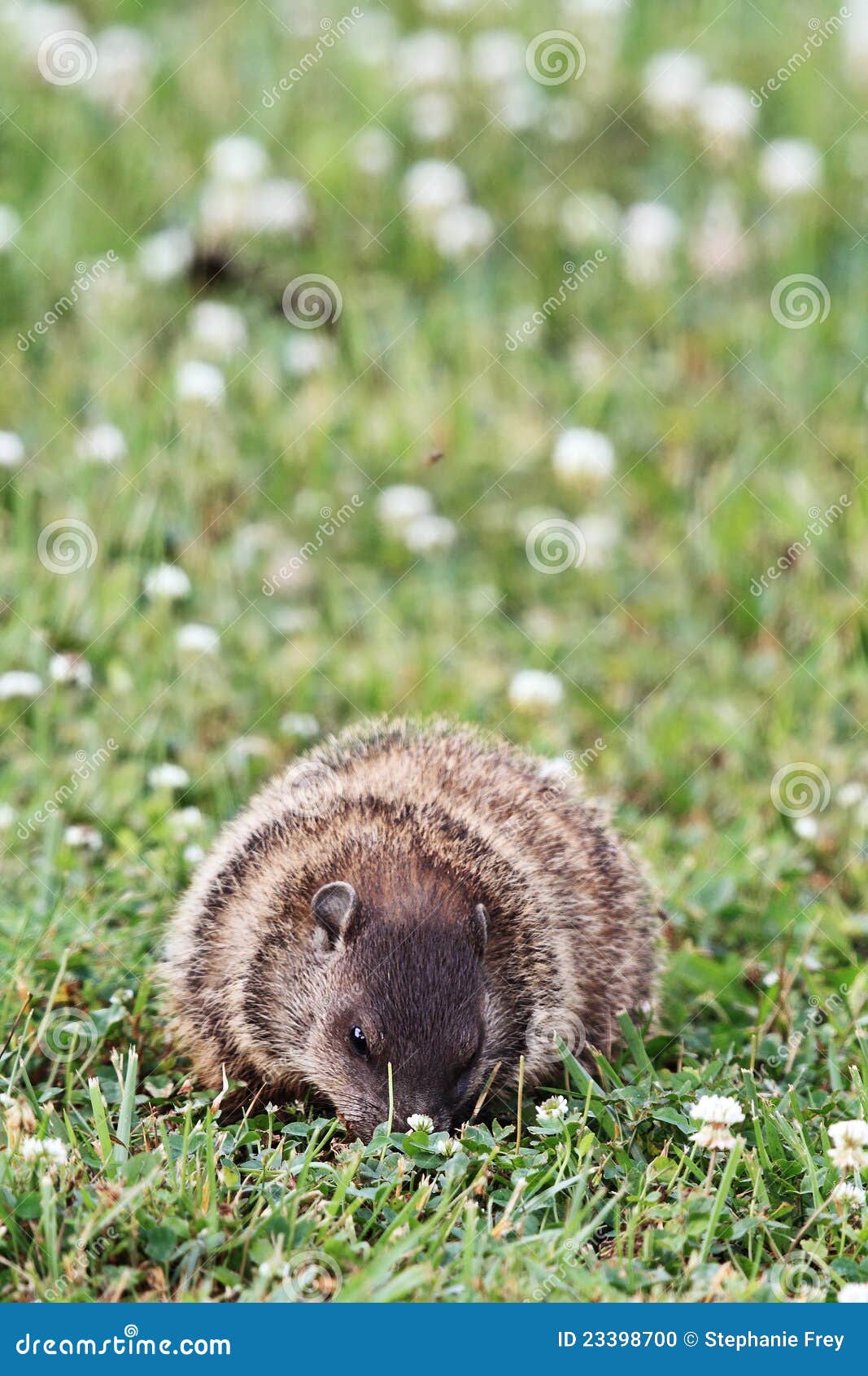Groundhog Eating stock photo. Image of gray, adorable - 23398700