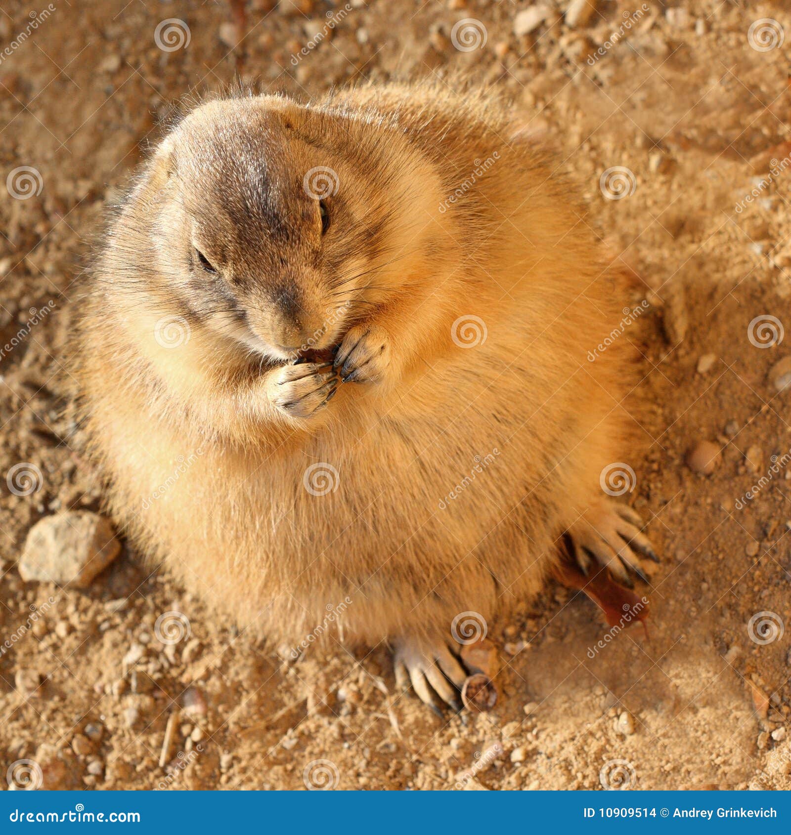 Groundhog eating a leaf stock photo. Image of brown, prairie - 10909514