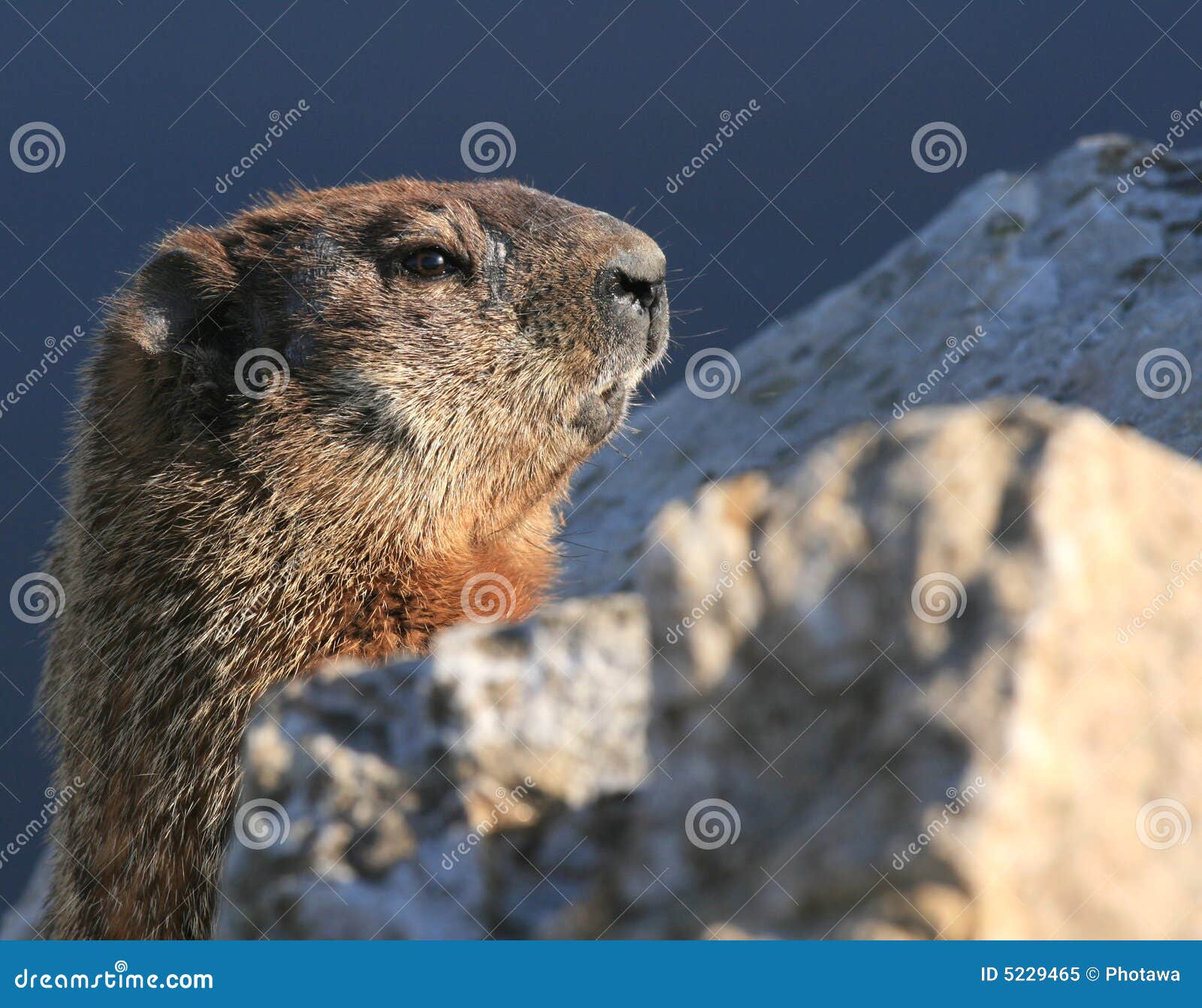 Groundhog en las rocas imagen de archivo. Imagen de ontario - 5229465