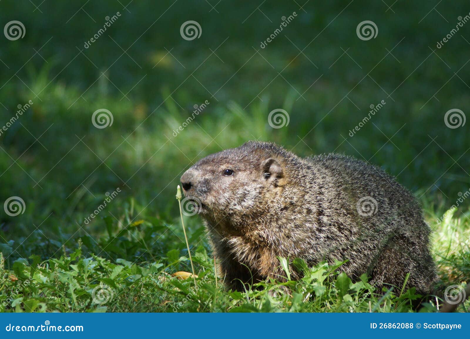Groundhog feeding on weed. stock photo. Image of woodchuck - 26862088