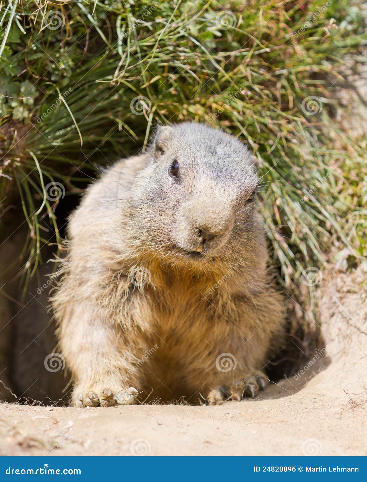 Groundhog in front of den stock photo. Image of marmota - 24820896