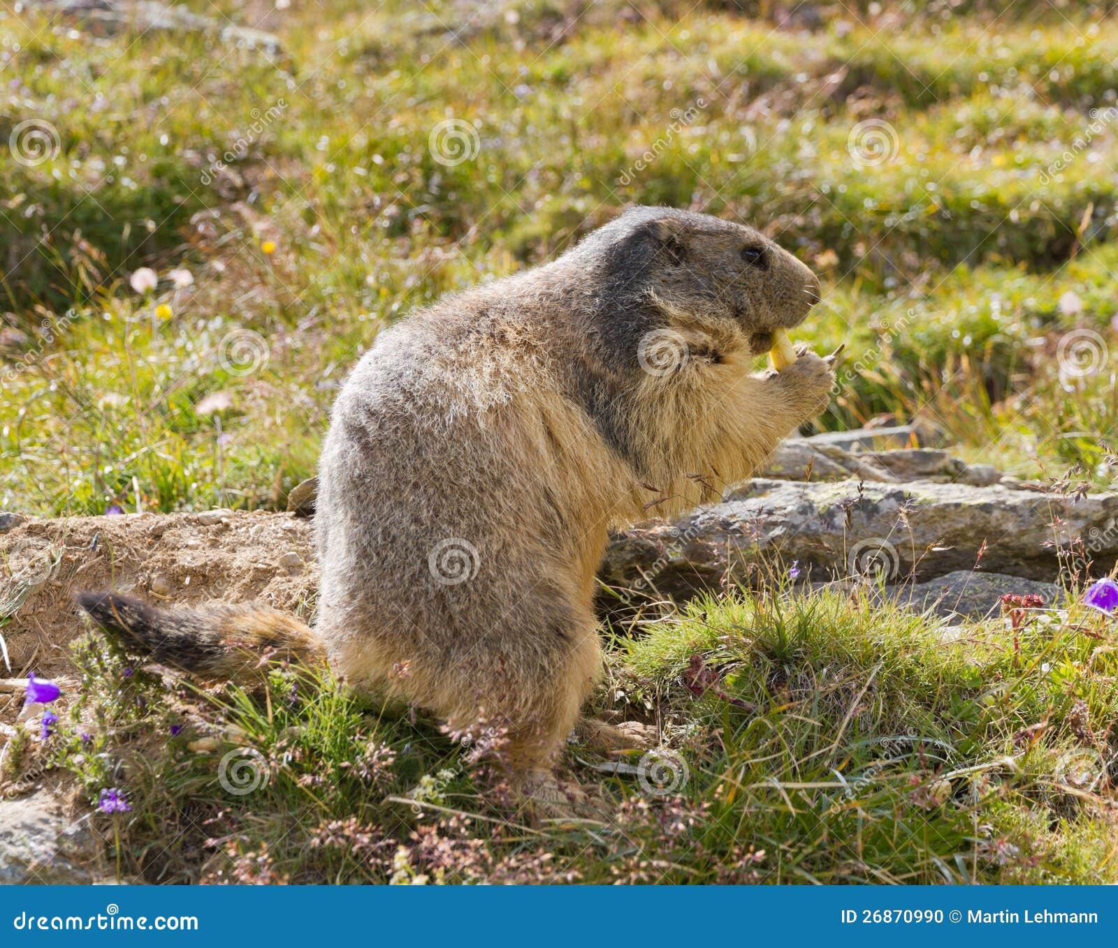 Groundhog in front of den stock photo. Image of earth - 26870990